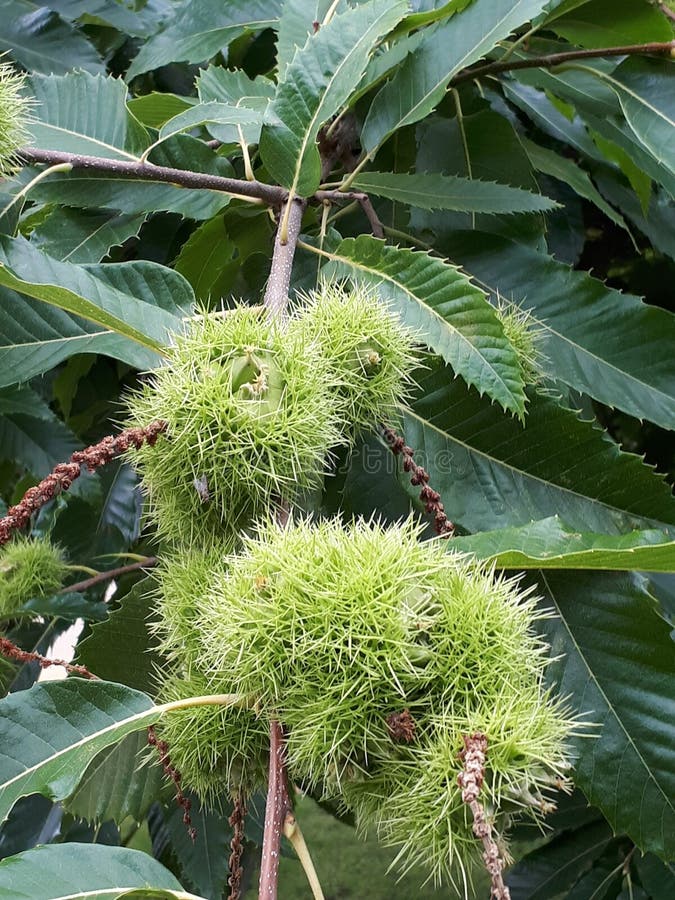 Sweet Chestnuts stock image. Image of sweet, chestnuts - 98570079