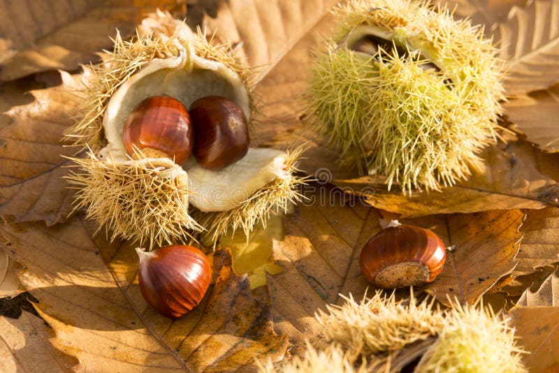 Sweet Chestnuts on a Leafy Background Stock Image - Image of seasonal ...