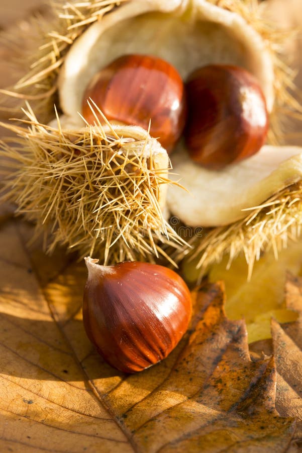 Sweet Chestnuts on a Leafy Background Stock Image - Image of tree, food ...