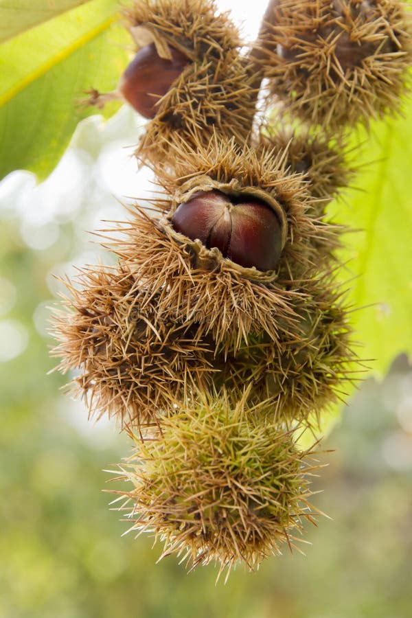 Chestnuts on the tree stock image. Image of nature, autumn - 227202393