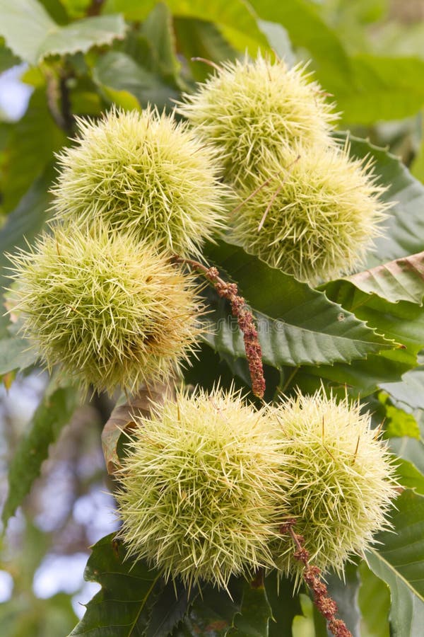 Leaves of a chestnut tree stock image. Image of composition - 865711