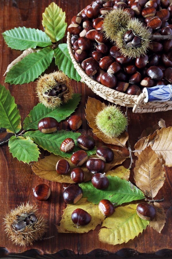 Sweet chestnuts stock photo. Image of colour, shot, chestnut - 27308964