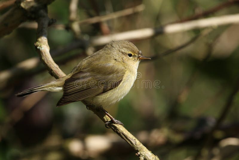Chiffchaff on dry tree stock image. Image of collybita - 61706399