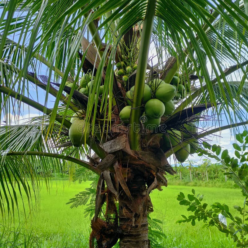 Sweet Coconut Tree in Front of Rice Field Stock Image - Image of ...