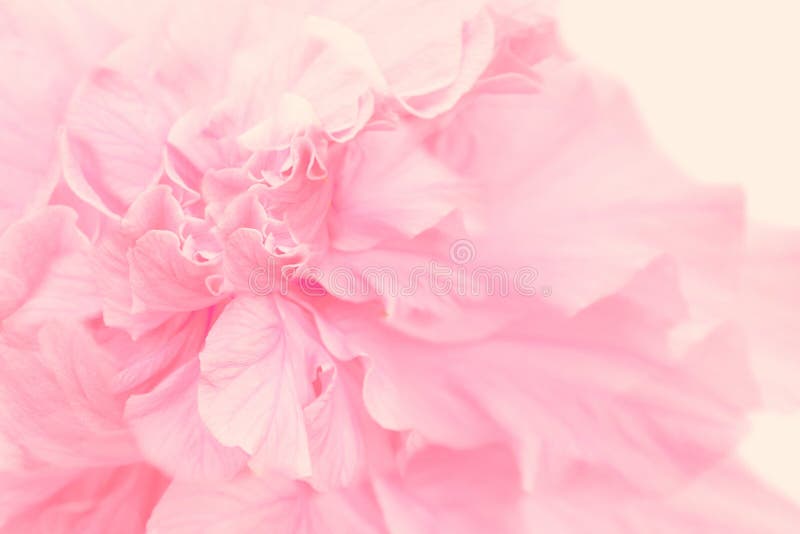 Sweet Color Beatiful Flowers Stock Image - Image of flowers, background ...