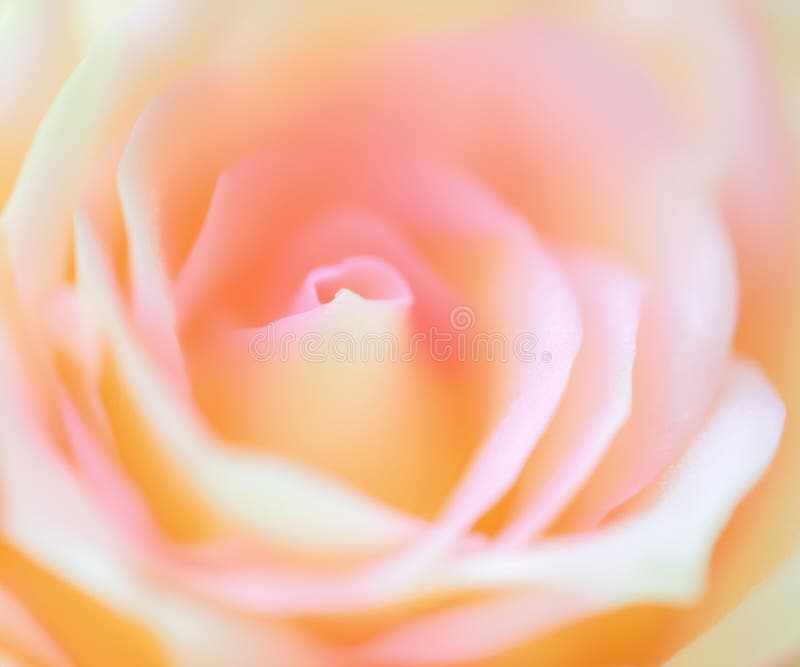 Sweet Color Roses in Blur Style for Background Stock Illustration ...