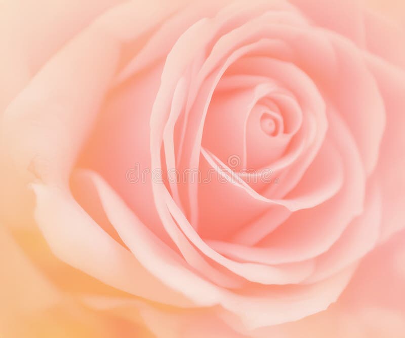 Sweet Color Roses in Blur Style for Background Stock Illustration ...