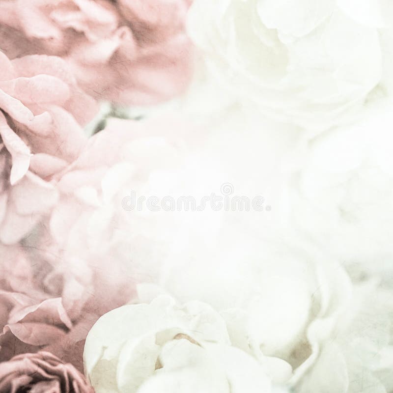 Sweet Color Roses Flower in Soft and Blur Style on Mulberry Paper ...