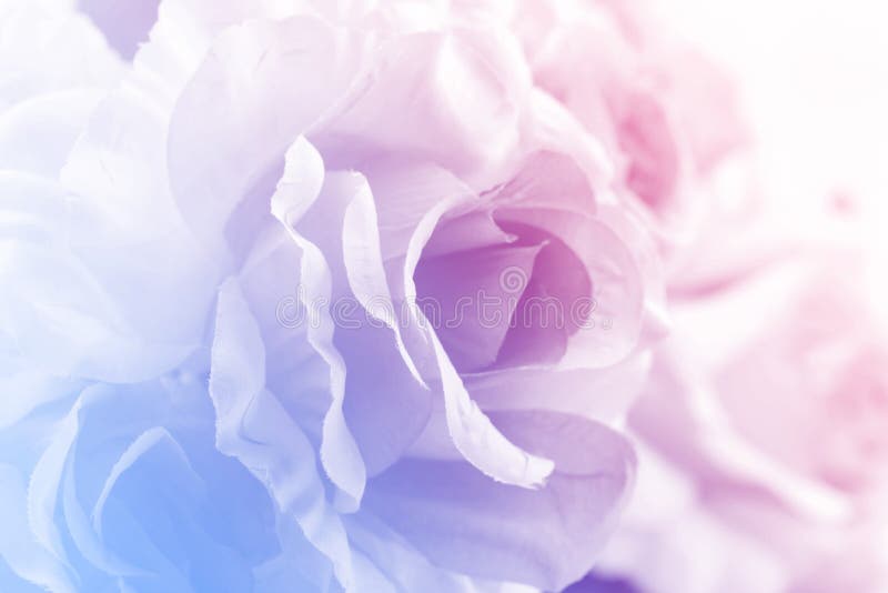 Sweet Color Fabric Roses in Soft Style for Background Stock Photo ...