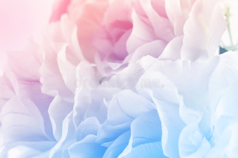 Sweet Color Roses in Soft Style for Background Stock Image - Image of ...