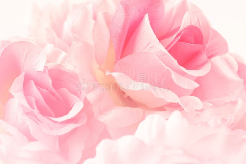 Sweet Color Roses in Soft Style for Background Stock Photo - Image of ...