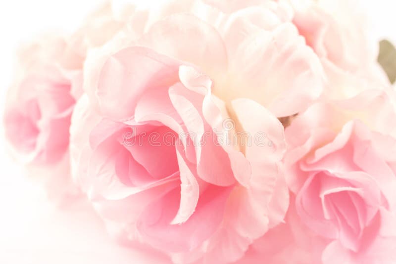 Sweet Color Roses in Soft Style for Background Stock Photo - Image of ...