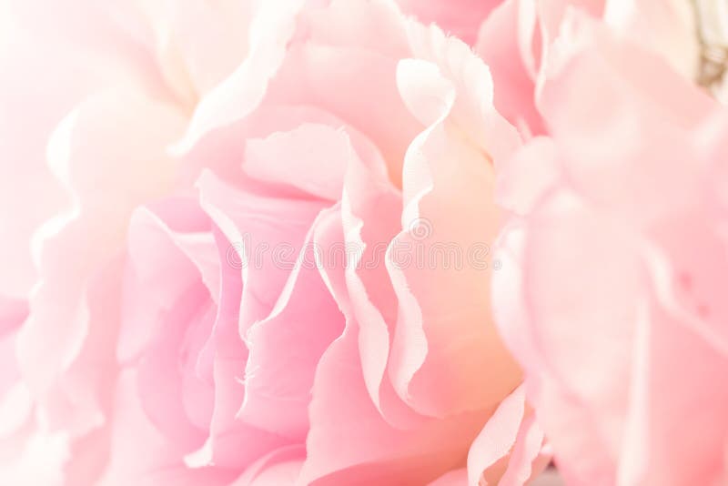 Sweet Color Roses in Soft Style for Background Stock Photo - Image of ...
