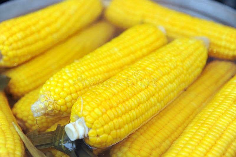 Sweet corn stock photo. Image of eating, plump, freshness - 15819414