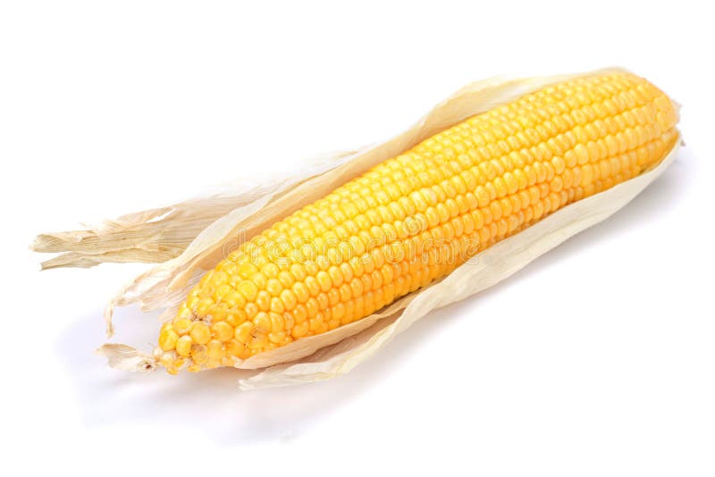 Sweet corn stock photo. Image of husk, sweetcorn, crop - 16067116