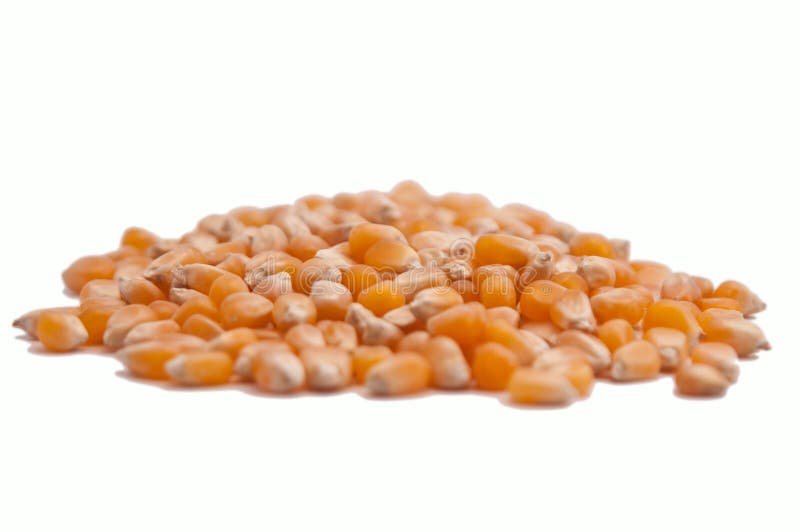 Sweet Corn Picture. Image: 17539874