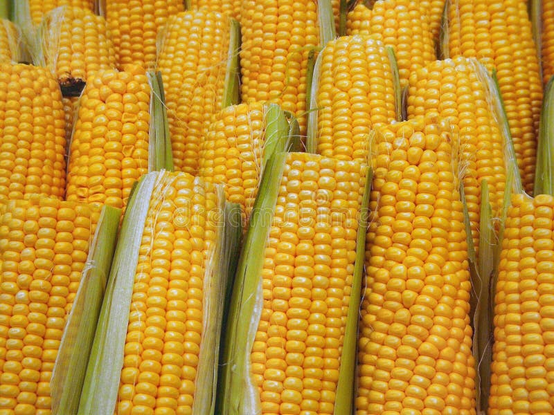 Sweet corn stock image. Image of corn, yellow, sweet, maize - 187071