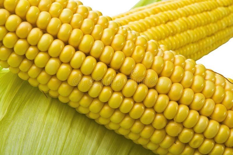 Sweet corn stock photo. Image of cooking, energy, background - 20228716