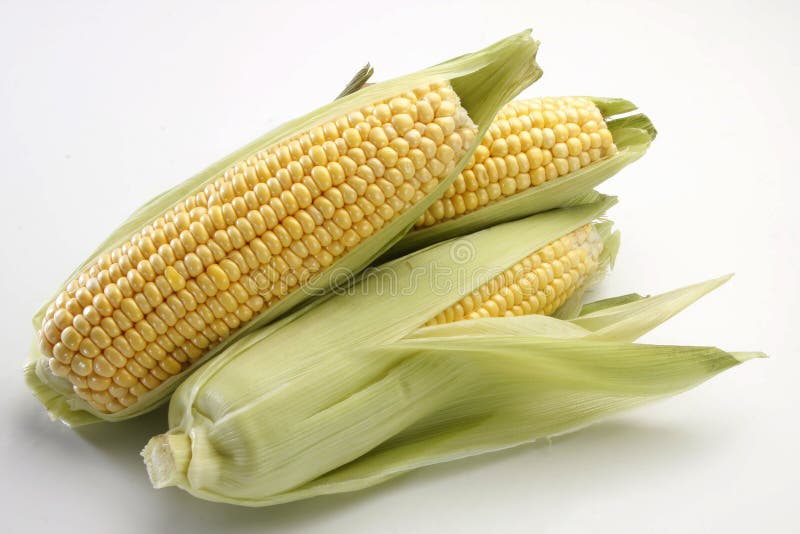 Sweet corn stock photo. Image of healthy, food, sweetcorn - 25291716