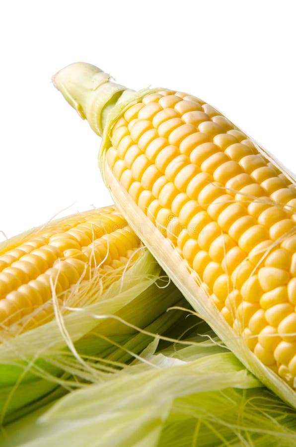 Sweet corn stock photo. Image of food, golden, grain - 25547248