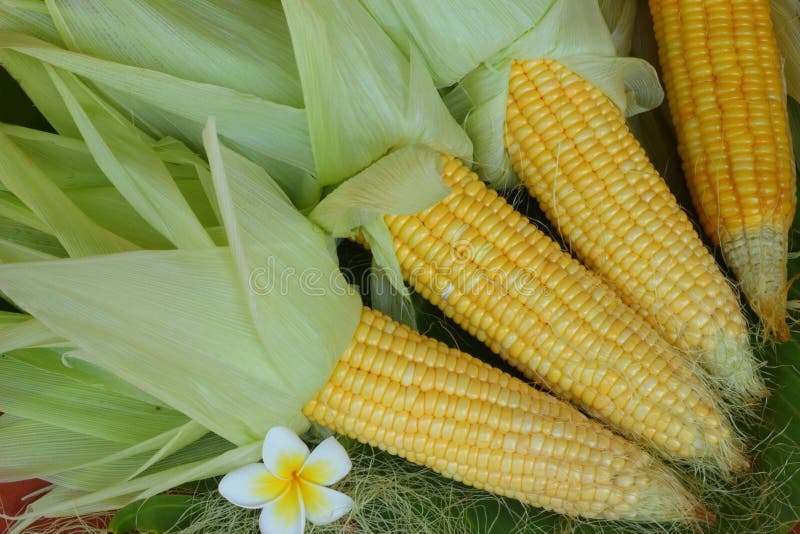 Sweet corn. stock image. Image of fruit, meal, natural - 28909863