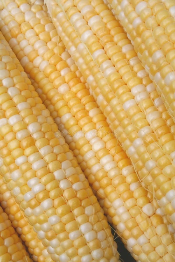 Sweet Corn stock image. Image of rows, abstract, edible - 3037983