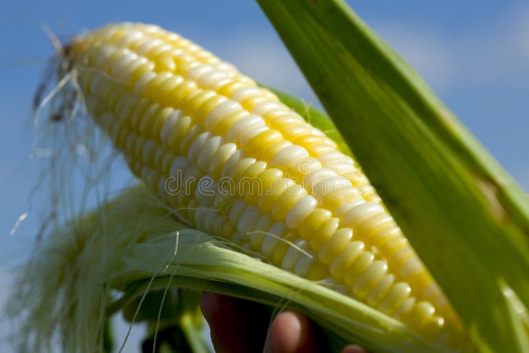 Modified Corn Starch Labeling Stock Photos - Free & Royalty-Free Stock ...