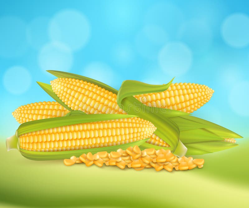 Sweet Corn Advertising Vector Poster Design Template Stock Vector ...