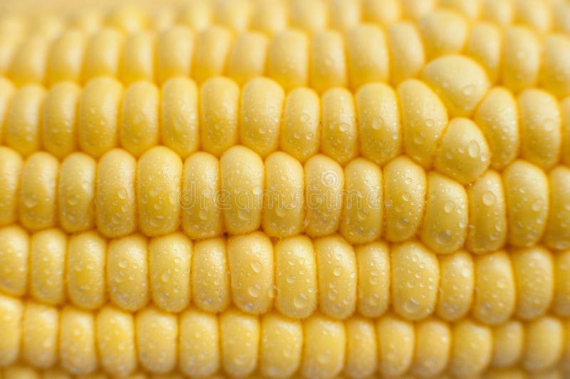 Sweet corn background. stock image. Image of corn, fresh - 99842311