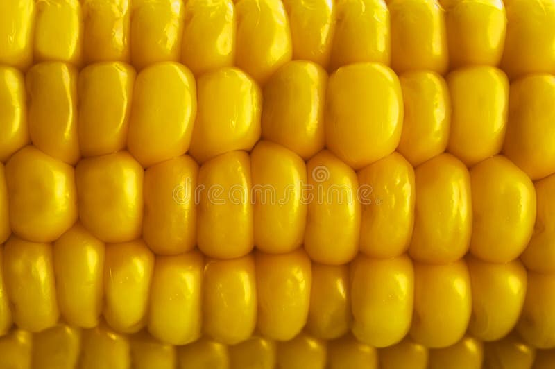 Sweet corn background. stock image. Image of green, rowing - 101105853