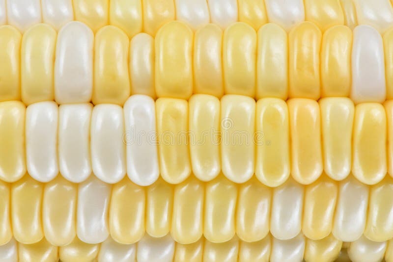 Sweet Corn, Boiled Corn Background Stock Image - Image of depth, maize ...