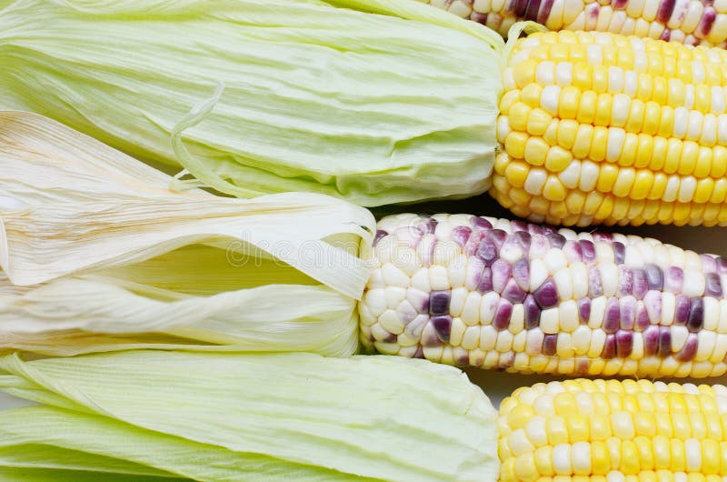 Sweet corn, Close up stock photo. Image of maize, corn - 42349820