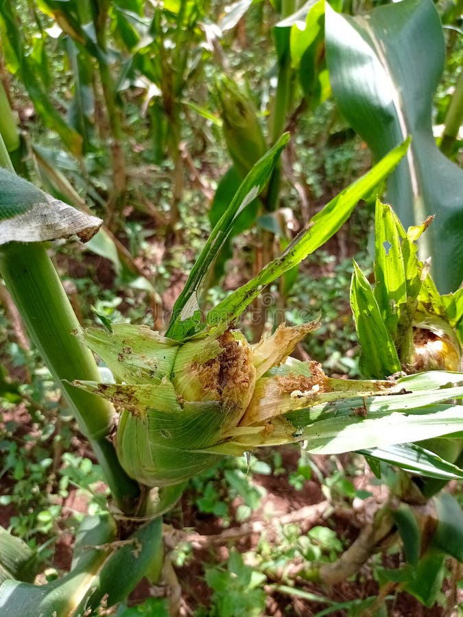 Pests stock image. Image of tree, green, corn, jungle - 236540307