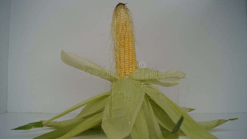 Sweet corn on the cob stock photo. Image of pulse, popcorn - 223281268