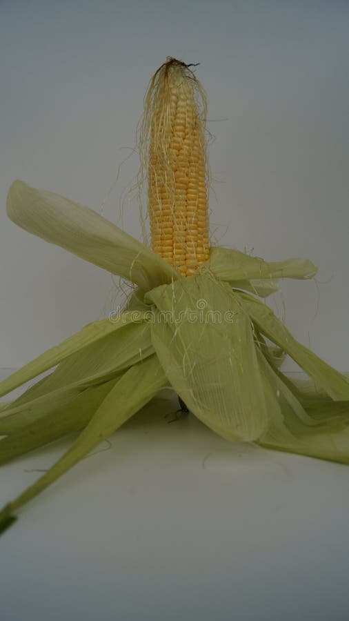 Sweet corn on the cob stock photo. Image of delicious - 223281276
