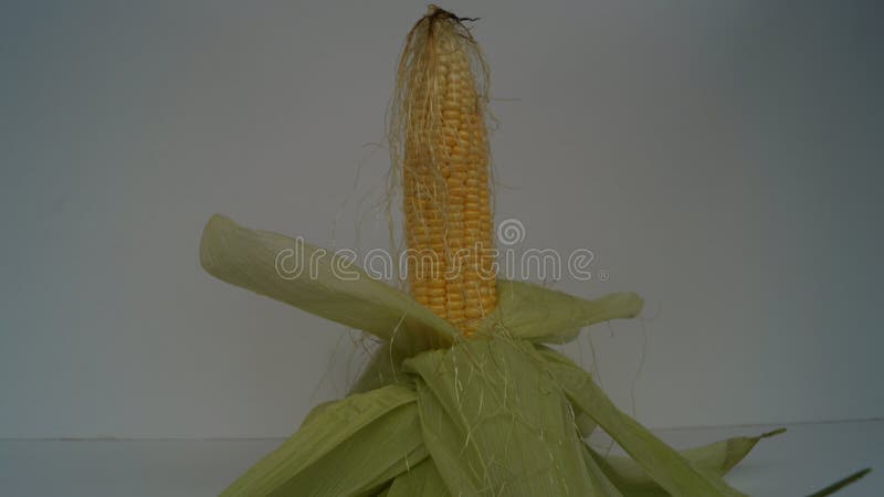 Sweet corn on the cob stock image. Image of juice, drink - 223281285