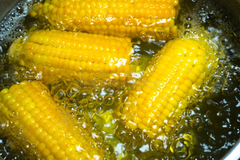 Sweet Corn Cobs Boiling in Hot Water in the Pot Stock Photo - Image of ...