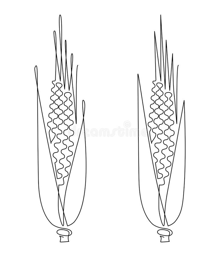 Corn Continuous Line Art Drawing Style. Minimalist Black Corn Outline ...