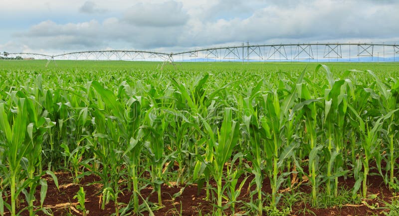 Sweet Corn Crop in Australia Stock Photo - Image of farmland, green ...