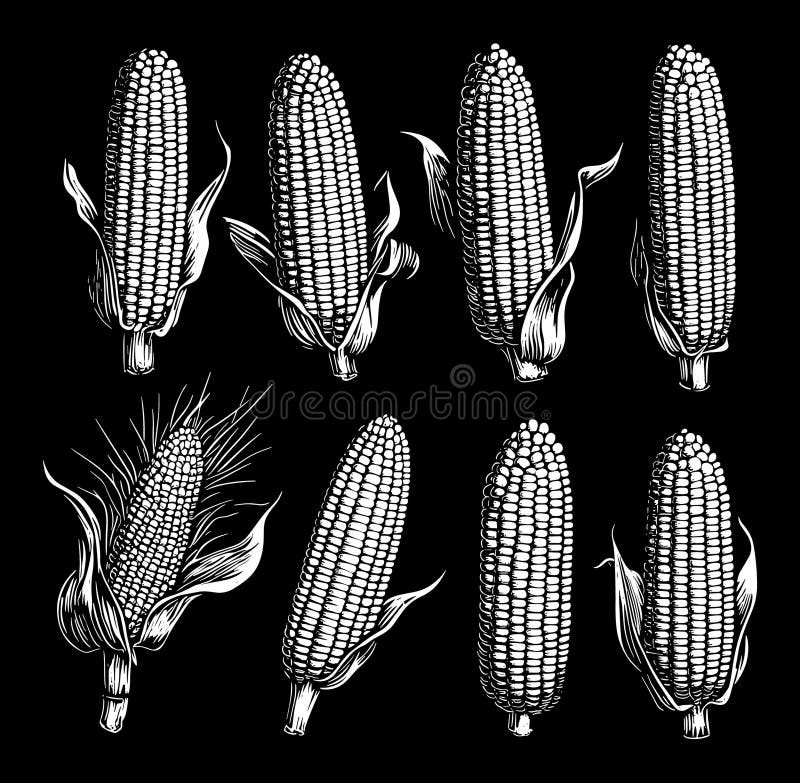 Sweet Corn Ear Maize Linocut Print Style Vector Unique Artwork Creative ...