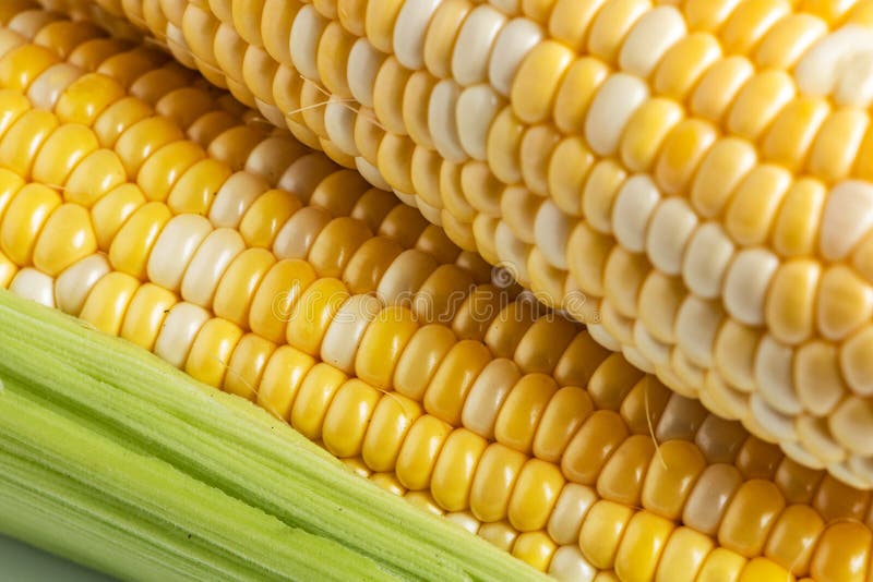 Sweet Corn Ears Background. Close - Up Photo Stock Image - Image of ...
