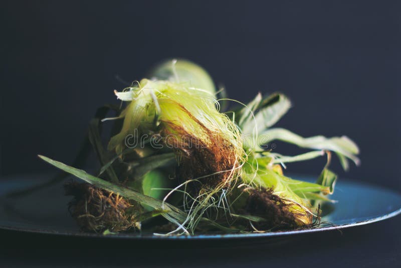 Sweet corn ears stock photo. Image of kernels, freshness - 93057406