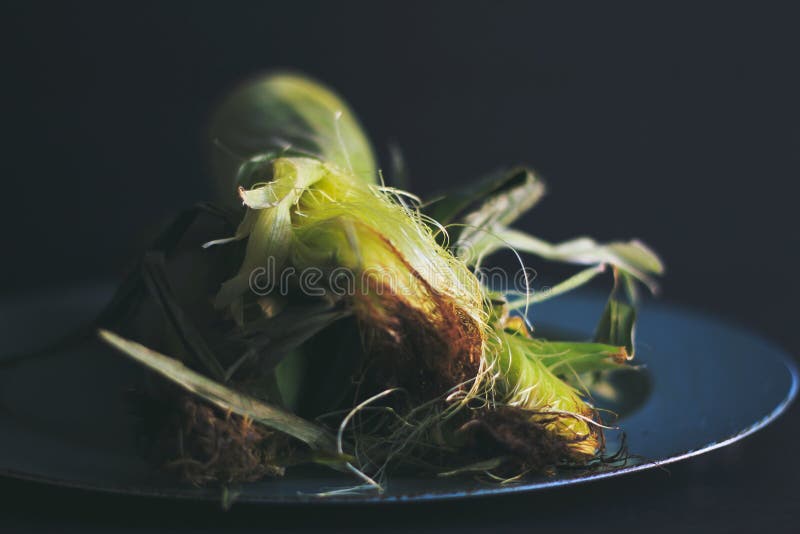 Sweet corn ears stock photo. Image of natural, health - 93057408