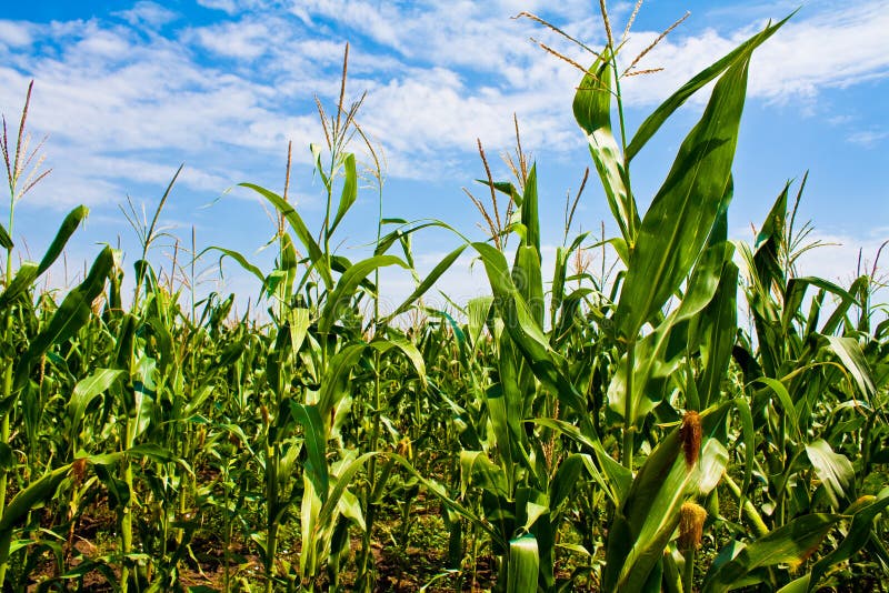 Sweet corn field stock image. Image of blue, farming - 10443693