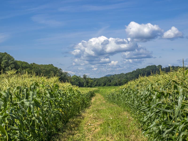 Sweet Corn Plant In The Field Stock Image - Image of background ...