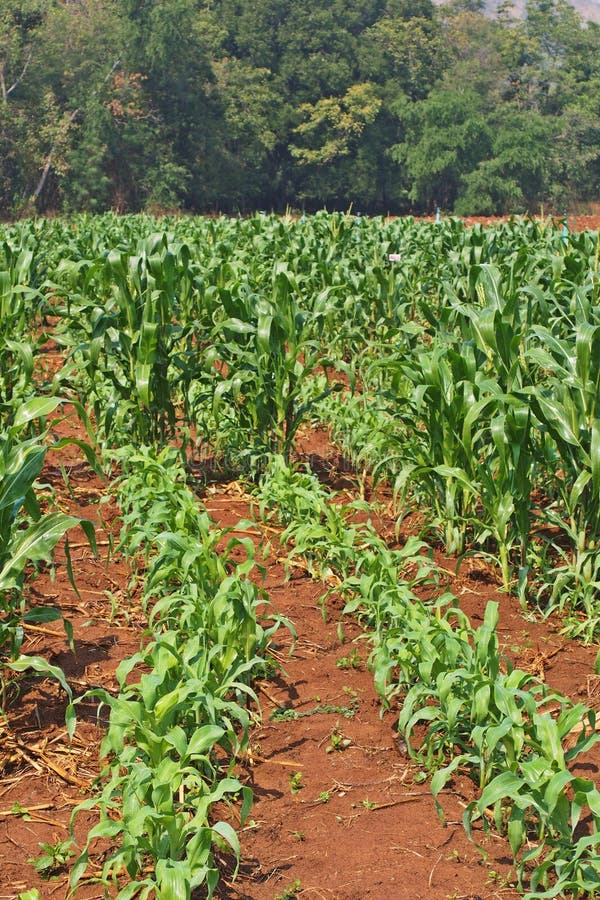 Sweet corn field stock photo. Image of growing, mays - 100259646