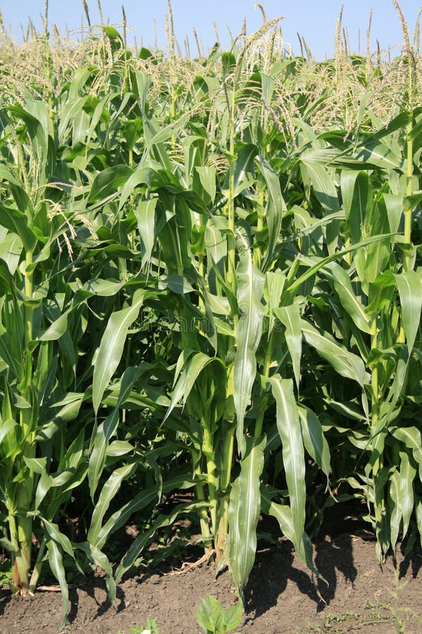 Sweet corn field. stock photo. Image of crop, field, nature - 62159408