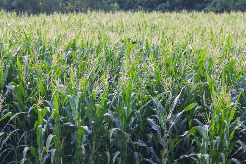 Sweet corn in the field stock image. Image of cultivation - 81721025