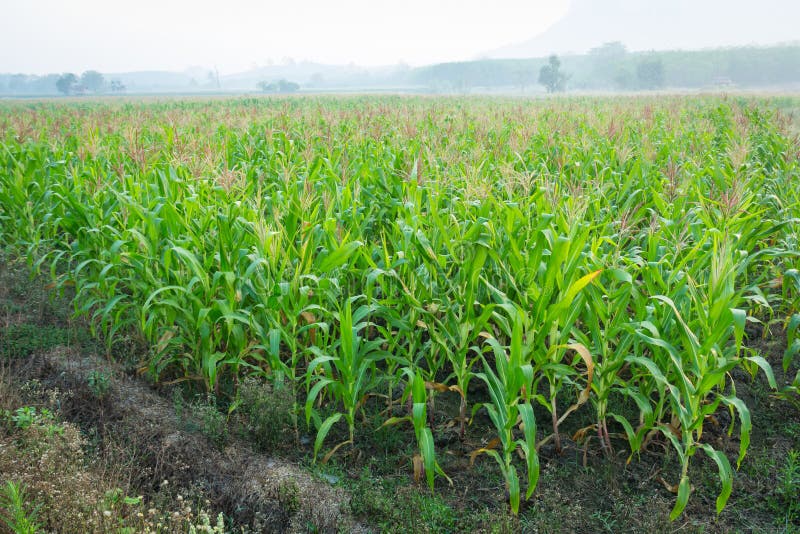 Sweet corn in the field stock photo. Image of cereal - 84208872