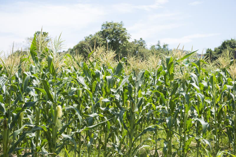 Sweet Corn Fields at a Farm Stock Image - Image of farm, grain: 62398753